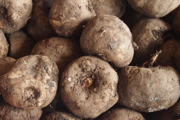 Kalys is contributing to the emergence of a konjac industry in Europe.