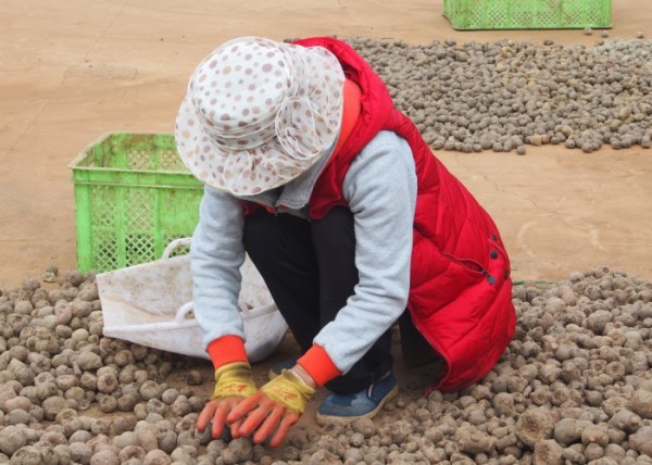 Kalys is contributing to the emergence of a konjac industry in Europe.
